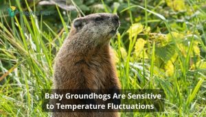How Many Babies do Groundhogs Have? - Rodent Facts