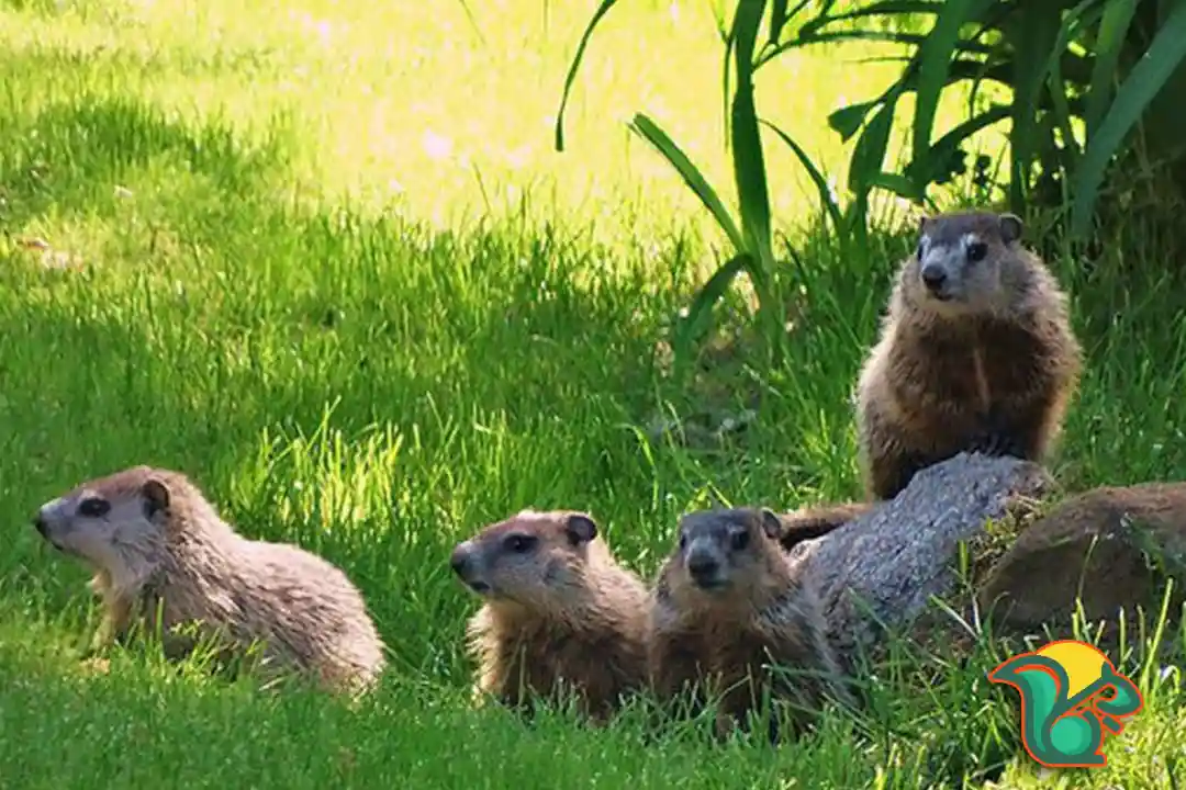 Determining The Age Of A Baby Groundhog Size Weight And Attributes Determining The Age Of A Baby Groundhog Size Weight And Attributes