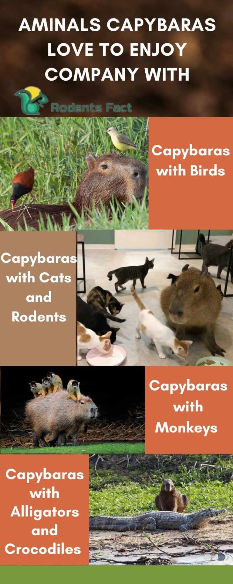 Why Do Capybaras Hang Out With Other Animals?