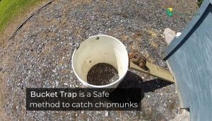 How To Catch A Chipmunk | 3 Proven Ways