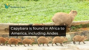 Where does a Capybaras Live?