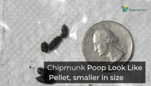 What Does Chipmunk Poop Look Like? | Learn To Be Safe From Diseases