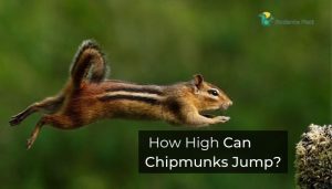 How Fast Can A Chipmunk Run? | Know Their Amazing Speed