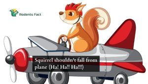 Can Squirrels Die from Falling? | Know The Real Facts