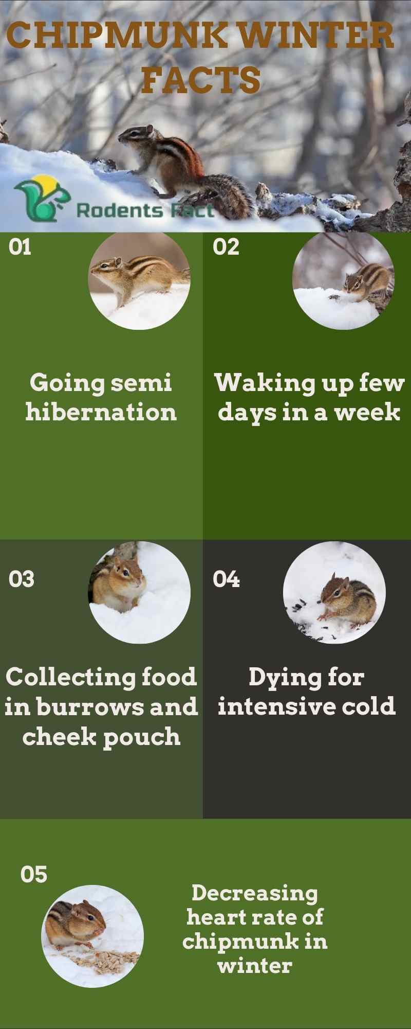 How do Chipmunks Survive in the winter?