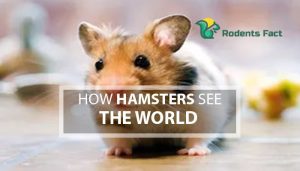 How Hamsters See the World | Know About Hamsters Eyesight