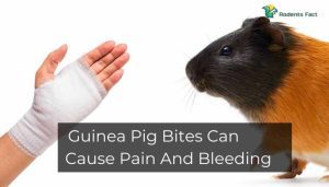Can Guinea Pigs Kill Humans? | True Facts You Should Know