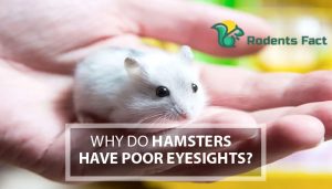 How Hamsters See the World | Know About Hamsters Eyesight