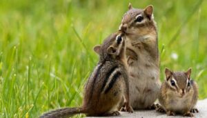 How long do Baby Chipmunks Live with their Mother?