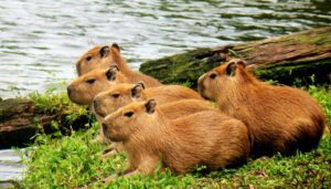 Capybara Lifespan: How Long Do Capybaras Live?