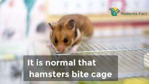 Why Is My Hamster Climbing and Biting Cage? | The Core Reasons Explained