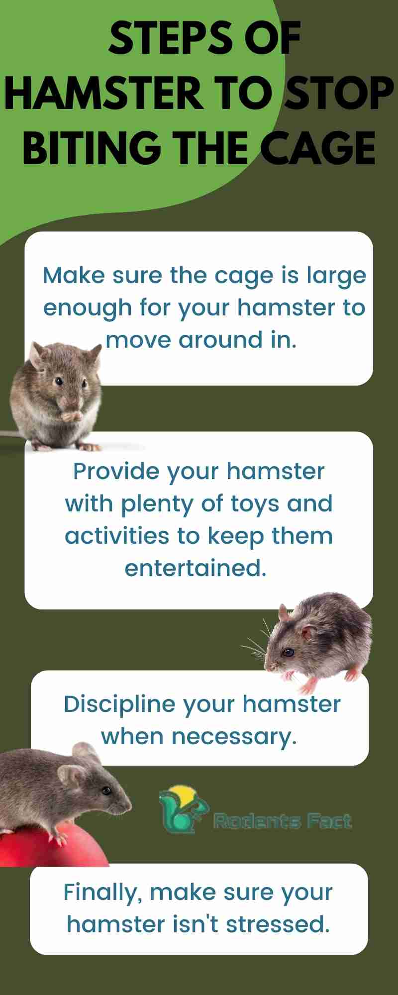 Why Is My Hamster Climbing and Biting Cage? | The Core Reasons Explained