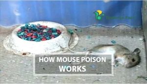 How Mouse Poison Works | Effectiveness of Mouse Poison
