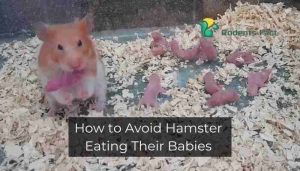 How to Avoid Hamster Eating Their Babies? | Tips to Prevent This ...