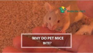 Why Do Pet Mice Bite? Reasons and 4 Effective Solutions to It