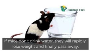 Why Won’t My Pet Mouse Drink Water? Reasons Behind the Issue
