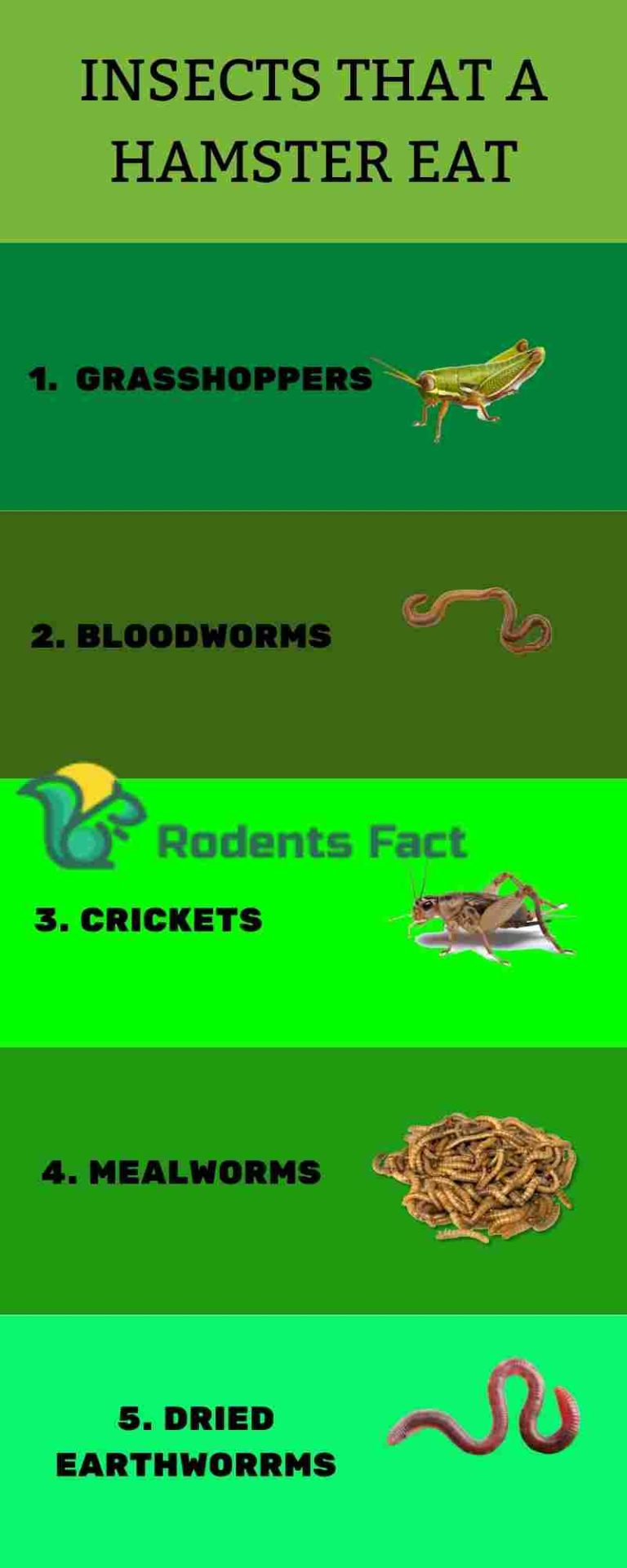 What Insects Do Hamsters Eat? | Proper Nutrition of Your Hamster