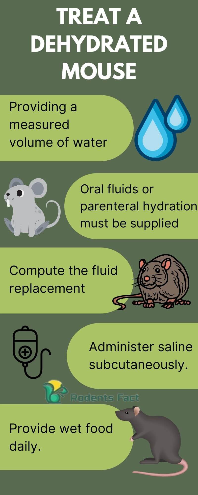 Why Won’t My Pet Mouse Drink Water? Reasons Behind the Issue