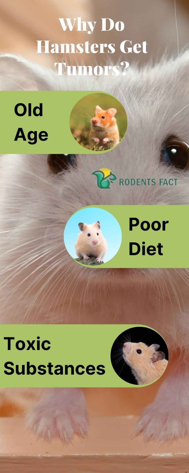 Can A Hamster Survive With A Tumor? | What Vets Say