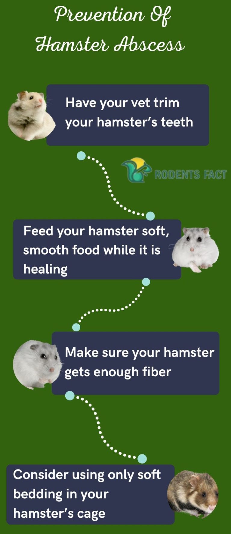 Can an Abscess Kill a Hamster? | An Alarming Fact to Know