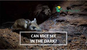 Can Mice See in the Dark? The vision of the Little Rodents