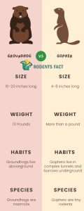 What Is the Difference Between a Gopher and a Groundhog? | Comparing ...