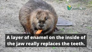 Why Do Beavers Have Red Teeth? The Noteworthy Facts Behind It