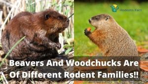 Beaver Woodchuck | Learning The Key Differences