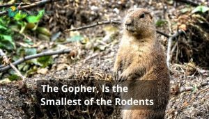 What Is the Difference Between a Gopher and a Groundhog? | Comparing Every Side