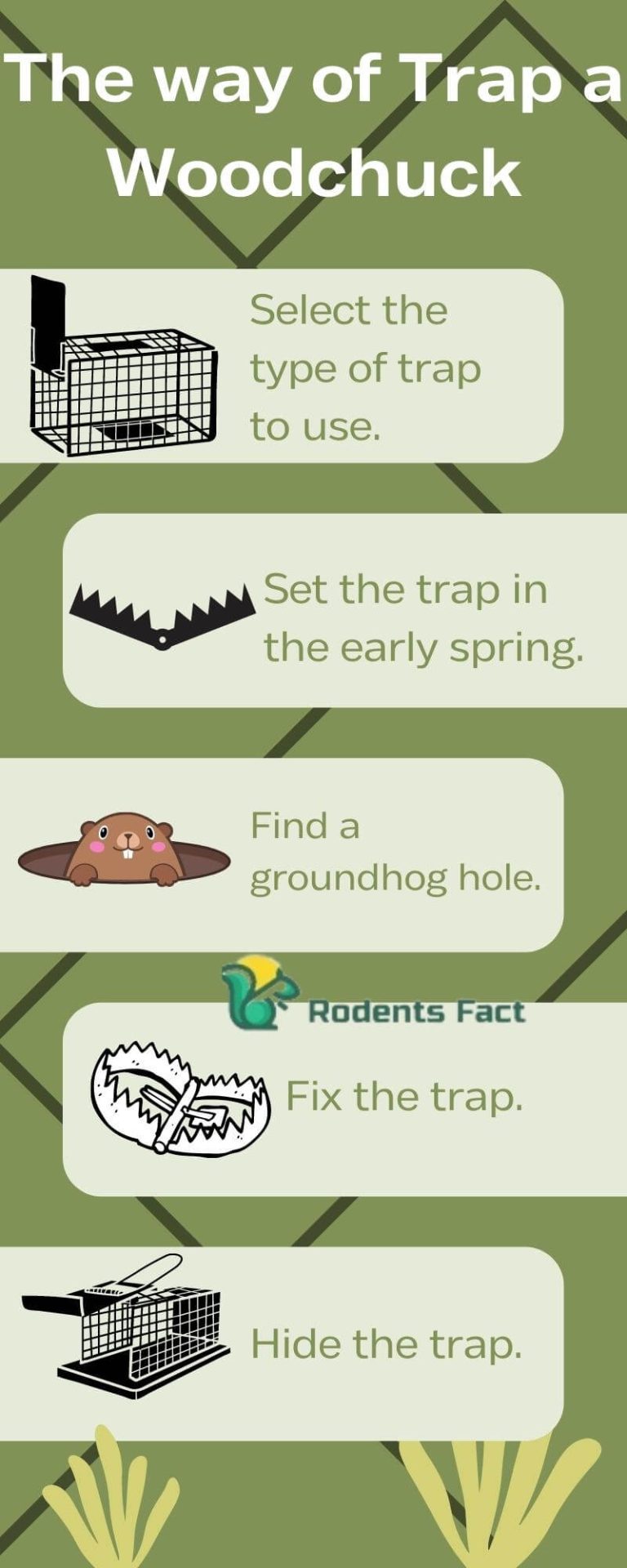 Proven Method on How to Trap a Groundhog?