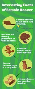 5 Surprising Facts About the Female Beaver!