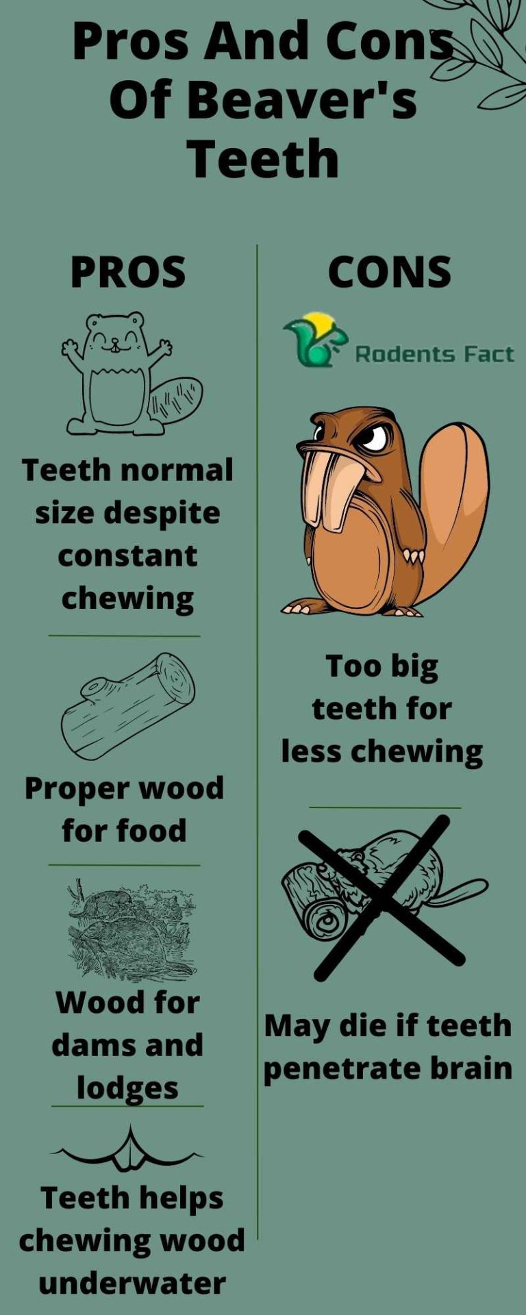 Overgrown Beaver Teeth | Shocking Unknown Facts