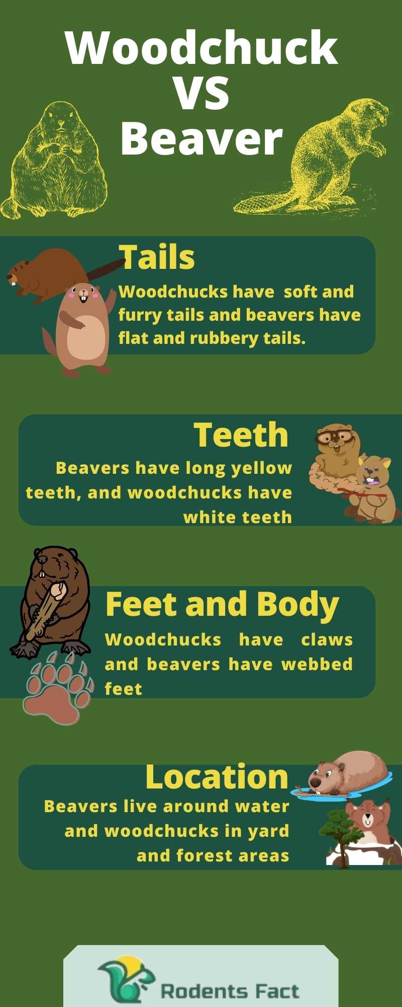 Beaver Woodchuck | Learning The Key Differences
