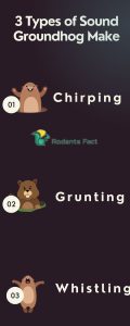 What Sound Does a Groundhog Make?| Surprising Meaning of Different Sounds