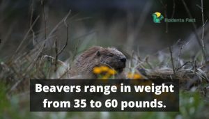 5 Surprising Facts About the Female Beaver!
