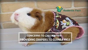 How to Make Diapers for Guinea Pigs? [4 Steps]
