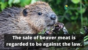 The Answer To The Question You're Too Afraid To Ask: Are Beavers Edible?