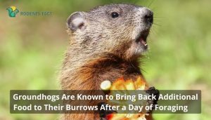What Does a Groundhog Eat | Groundhog Diet and Their Food Nutrition