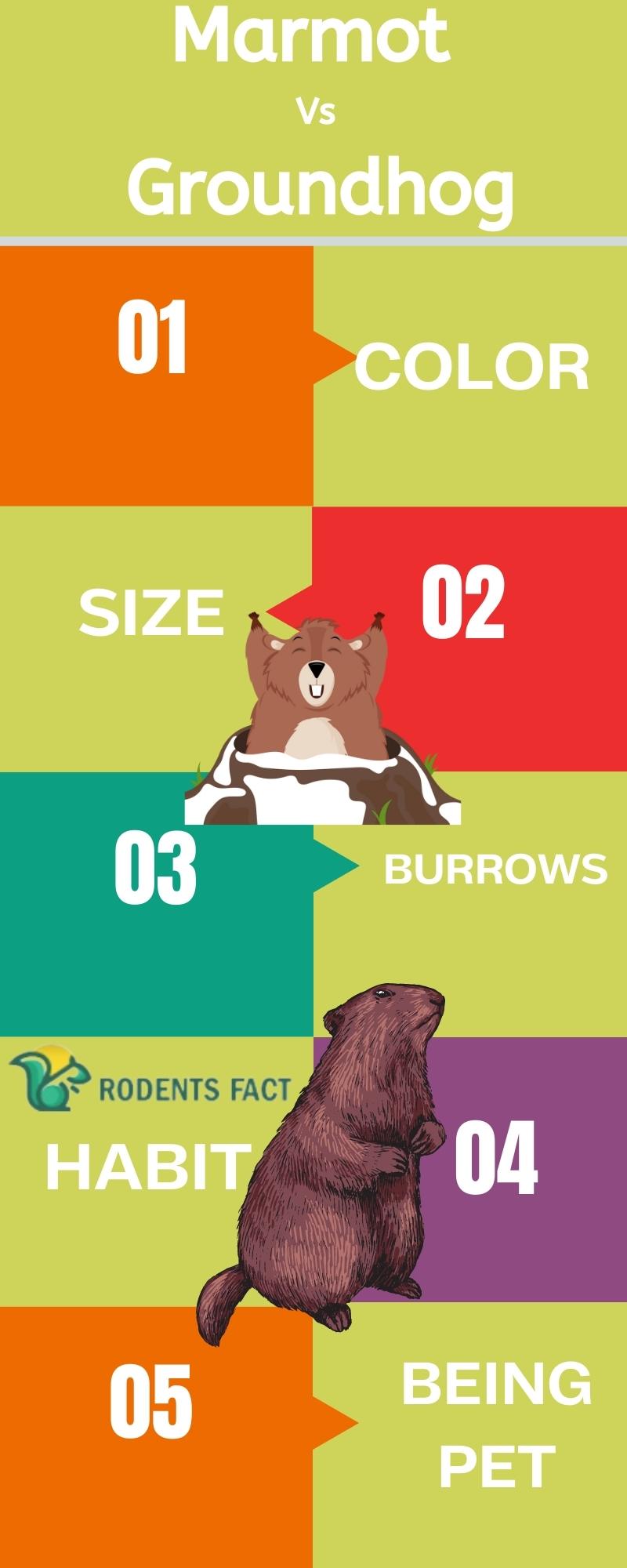 What Is the Difference Between a Marmot and a Groundhog? 5 Identical Differences