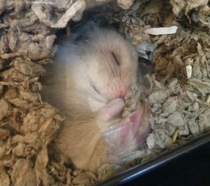 How To Care For A Dying Hamster - A Full Tour