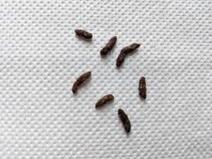 What does Hamster Poop Look Like - In-detail Guidance