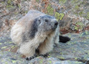 Where Do Marmots Live?
