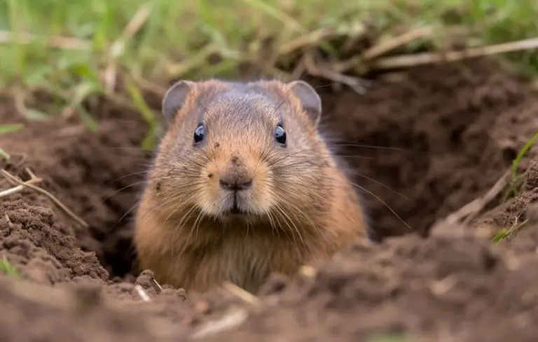 Is it Legal to Kill Gophers in California?