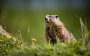 Marmot Trapping 101: Effective Tips and Techniques