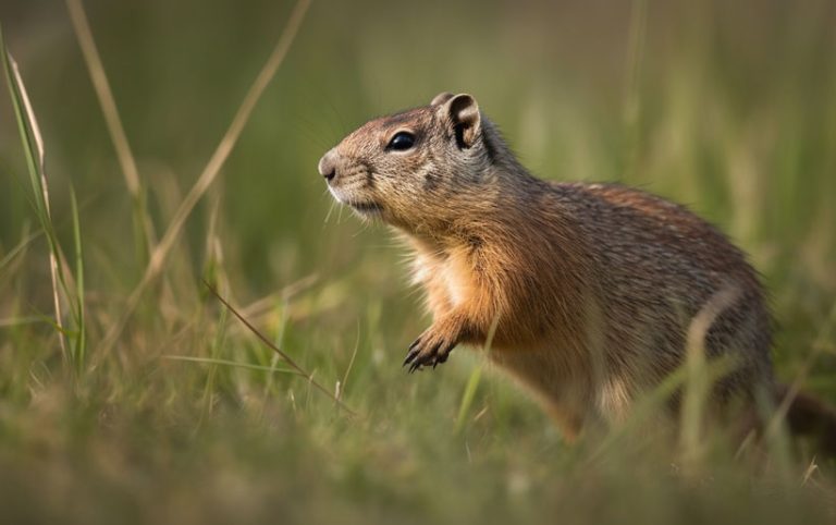 Examining Can Gophers Have Rabies - Minimizing Health Risk