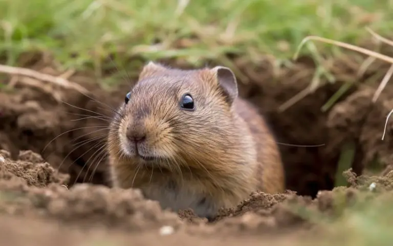 Is it Legal to Kill Gophers in California?
