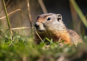 Exploring Gopher Size: How Big Can a Gopher Get?