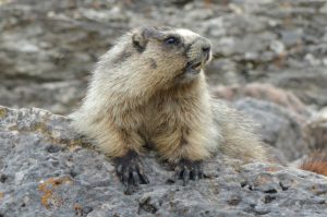 What Does a Marmot Look Like? Identifying Marmot Species