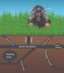 How Deep Do Gophers Dig Their Tunnels? Understanding Their Burrowing Habits
