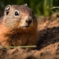 Examining Can Gophers Have Rabies - Minimizing Health Risk